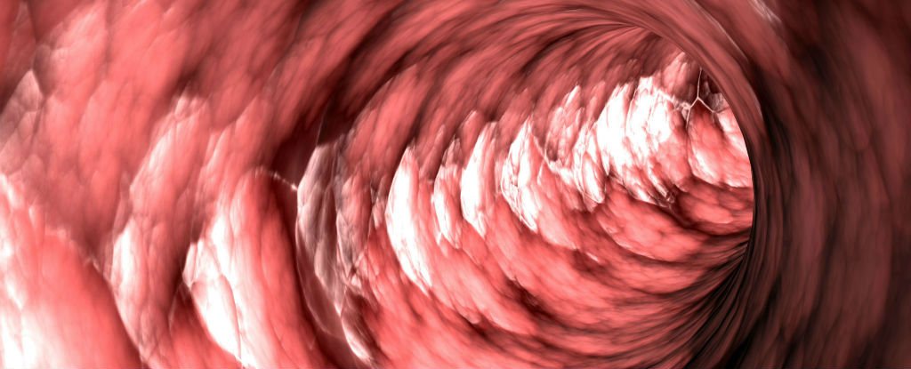  DIAGRAM Diagram Of A Stomach MYDIAGRAM ONLINE