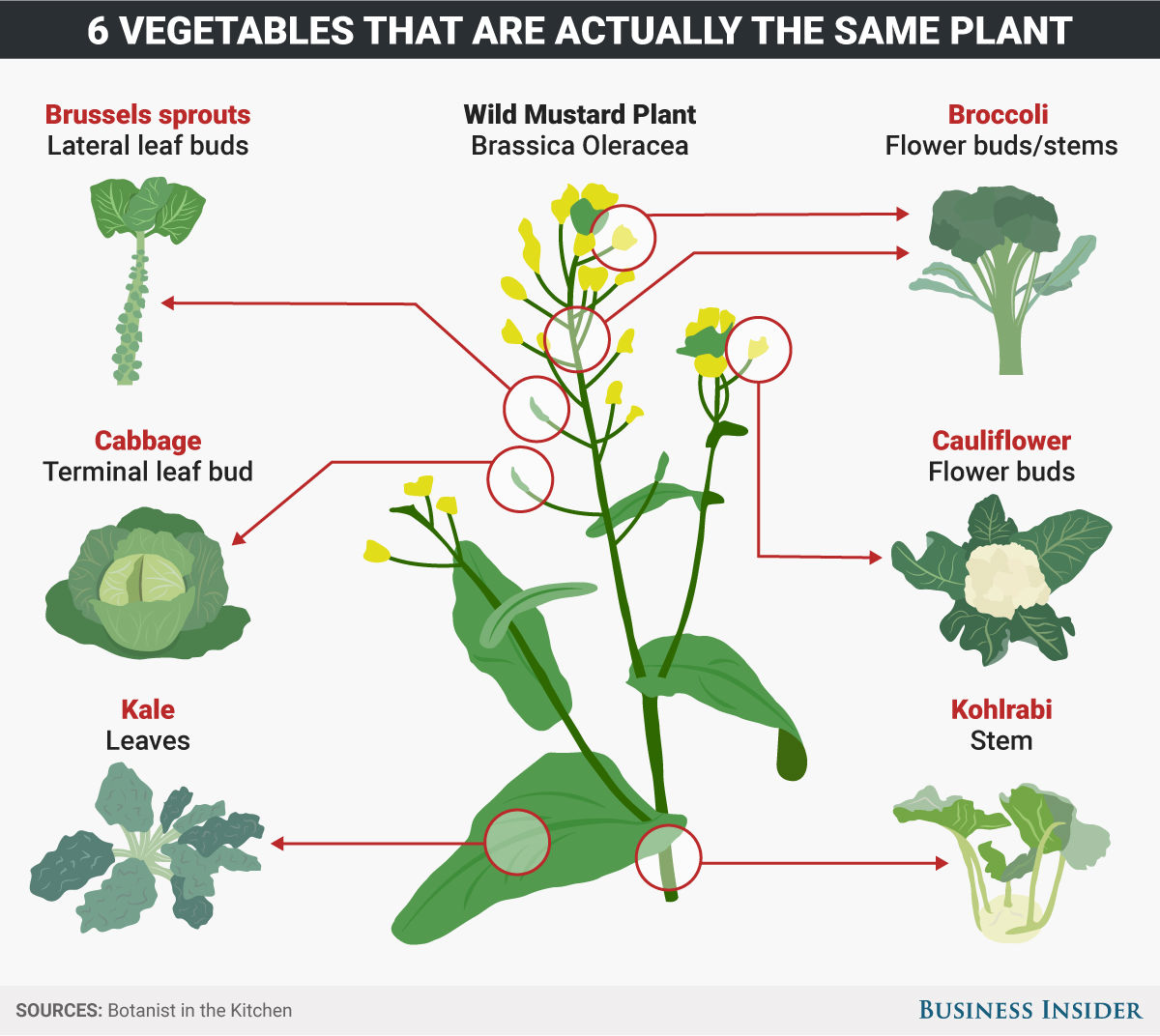 These 6 Common Vegetables Are Actually All The Same Plant Species