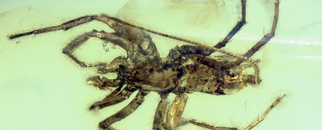 Spider-Like Creature With a Tail Was Just Found in 100 Million-Year-Old ...