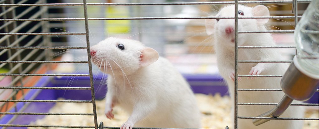 This Alzheimer's Drug Repairs Alcohol-Induced Brain Damage in Rats ...