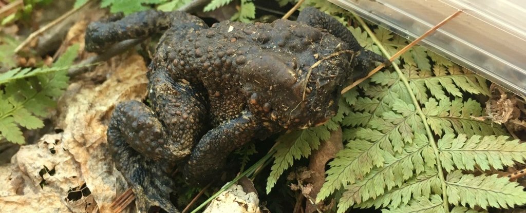 This Toad Was Found Hopping Around With No Face And We're Freaking Out ...
