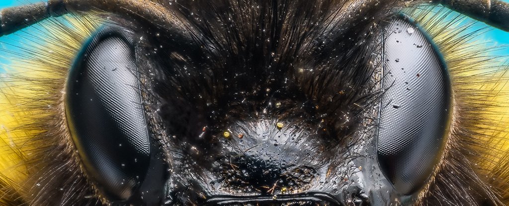 The Deadliest Animals in The US Probably Aren't What You Think They Are ...