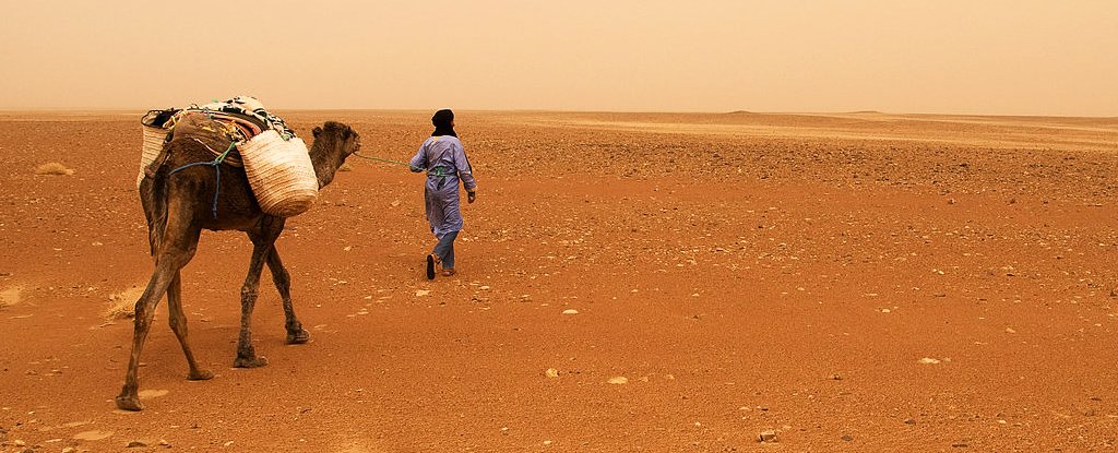 Africa's Earliest 'Farmers' Grew Cereals in The Lush Sahara 10,000 ...