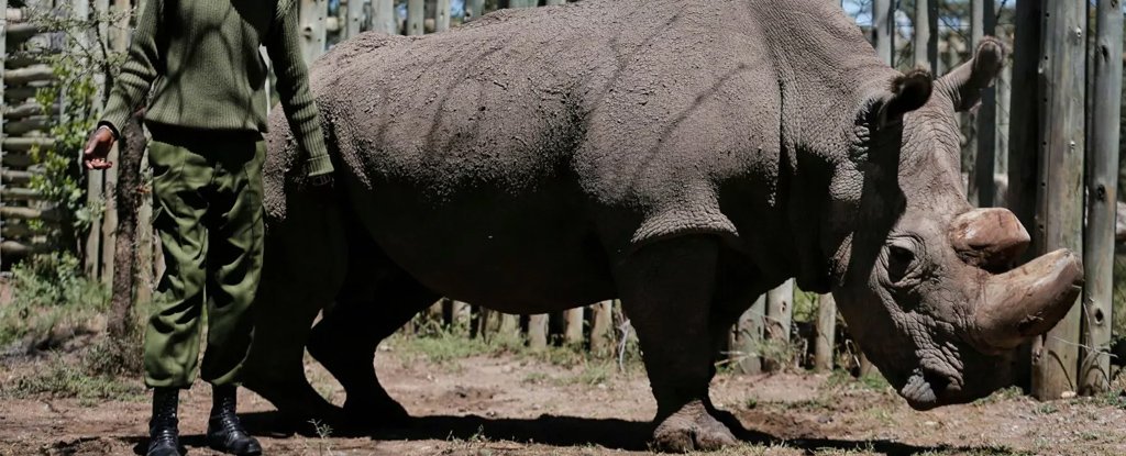The last male northern white rhino in the world just died