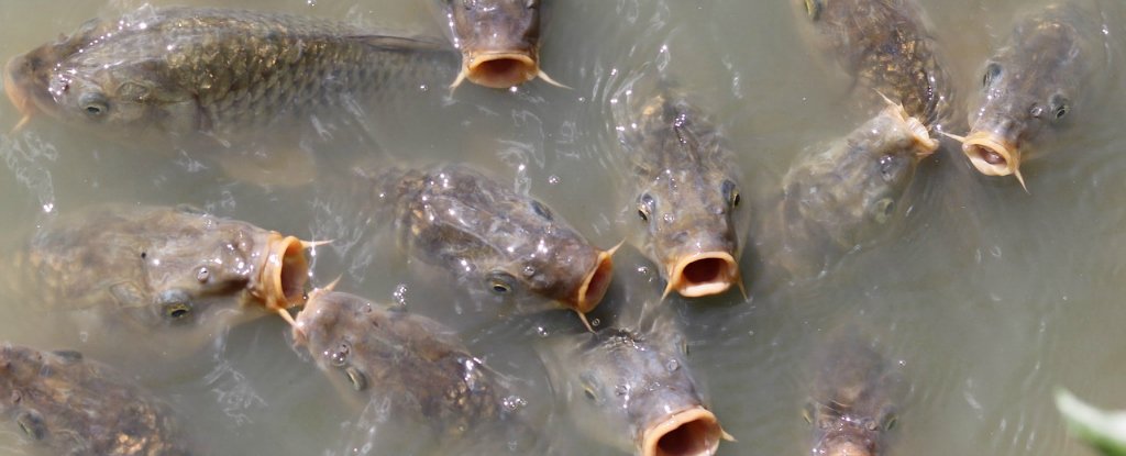 The World's Rivers Are All Backed Up, Leaving Fish With No Place To Go ...