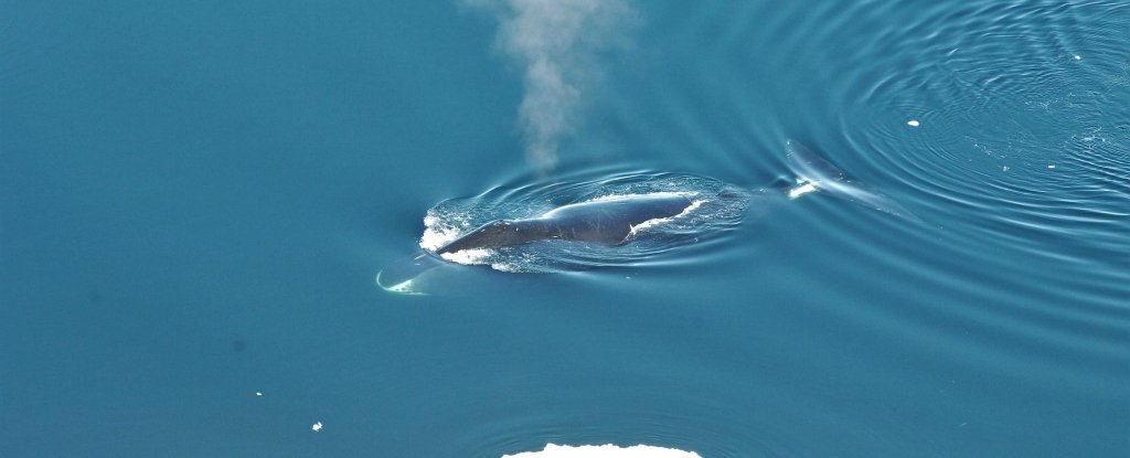Scientists Discover a Whale Species' Mating Songs Are as Complex as ... Scientists Discover a Whale Species' Mating Songs Are as Complex as ...