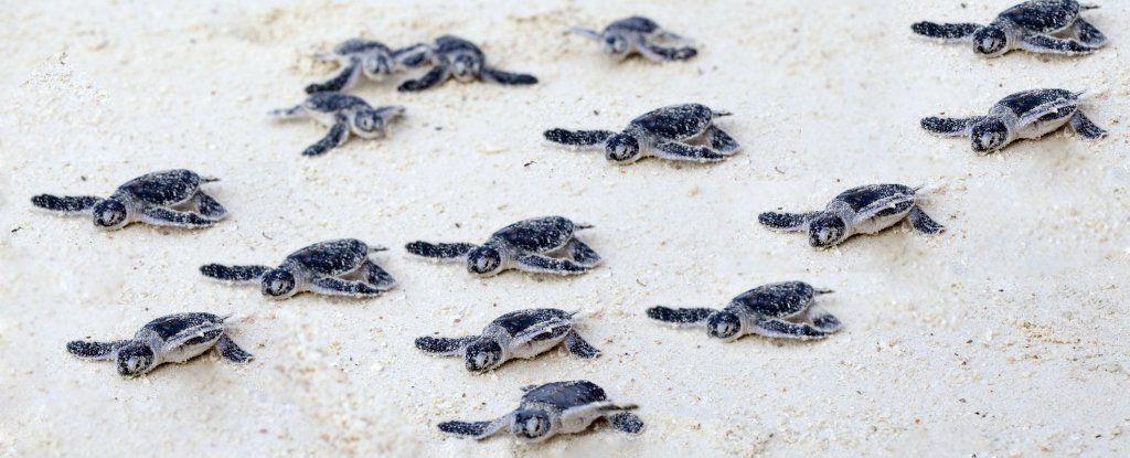 Scientists Have Discovered a Fascinating Link Between Magnetic Fields ...