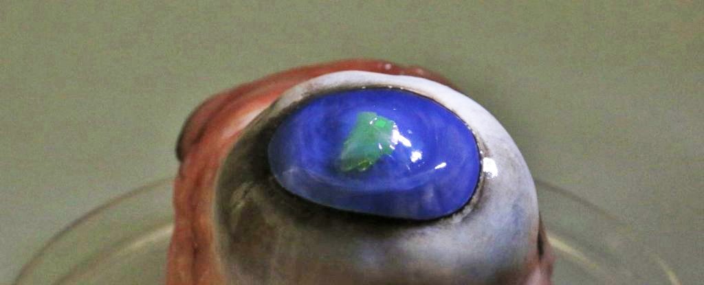 Finally, a Contact Lens That Actually Beams Lasers From Your Eyes ...