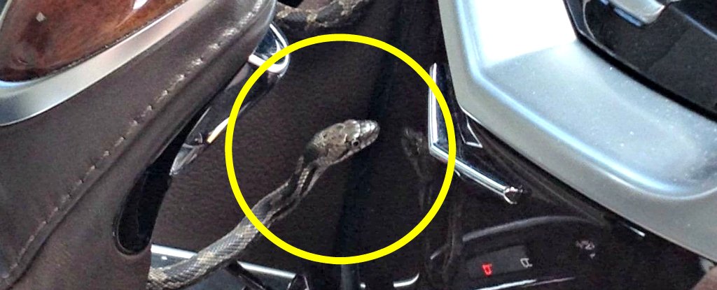 A Snake Appeared in The Car While a Woman Was Driving, And Nothing Is ...