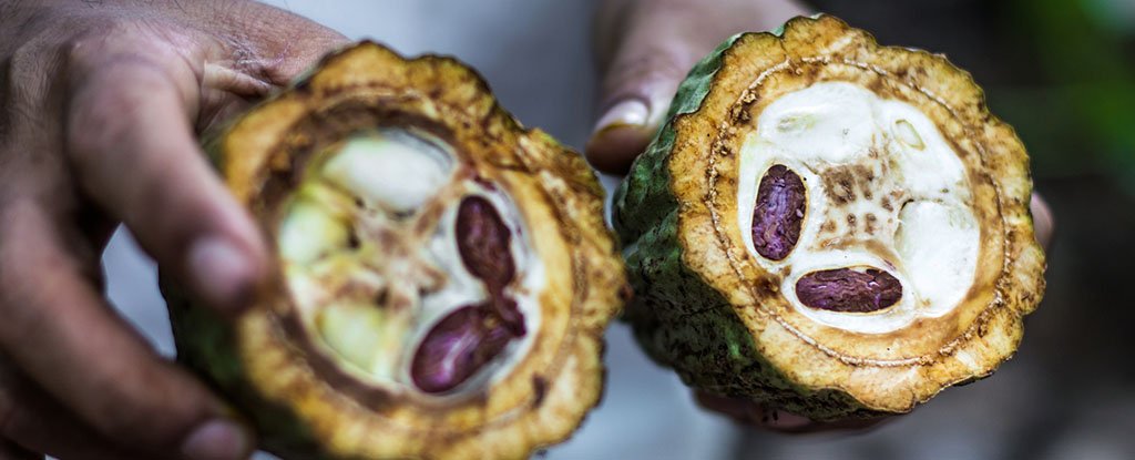 New Study Reveals The Ancient Maya Used Their Most Famous Crop as ...