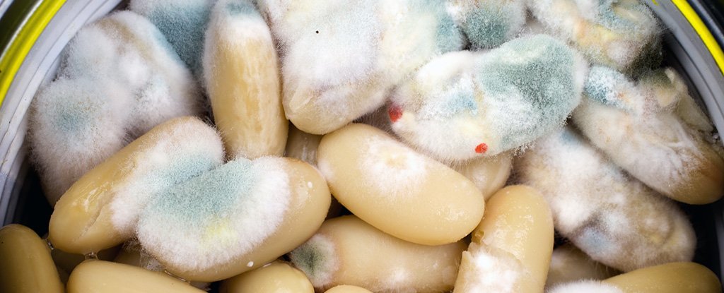 Scientists Have Categorised 6 Types of Disgust, And They're All Good ...