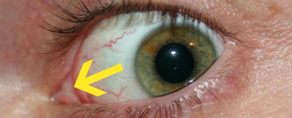 Two Enormous Floating Solar Power Plants Have Just Opened in Japan