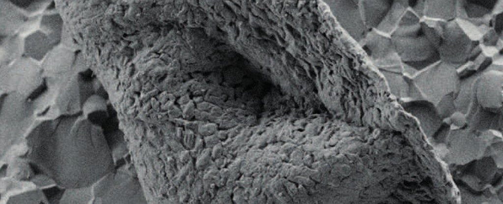 These 3.4 billion-year-old fossils from Australia are startlingly ... These 3.4 billion-year-old fossils from Australia are startlingly ...