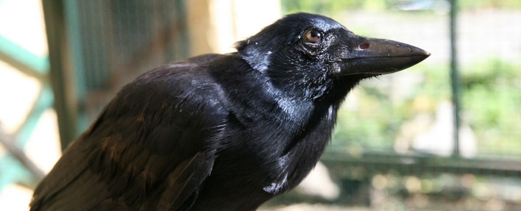 Crows Can Build Compound Tools Out of Multiple Parts, And Are You Even ...