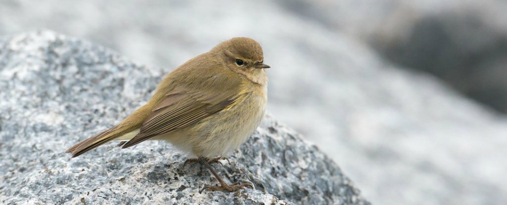 These Teeny-Tiny Birds Fly an Incredible 13,000 Kilometres One Way to ...