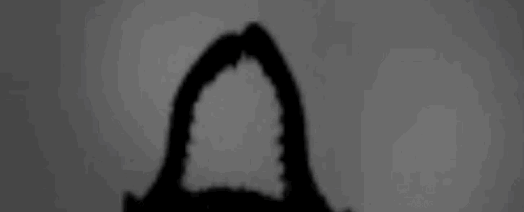 We Just Got a New Record For The Fastest Animal Movement on Earth ...