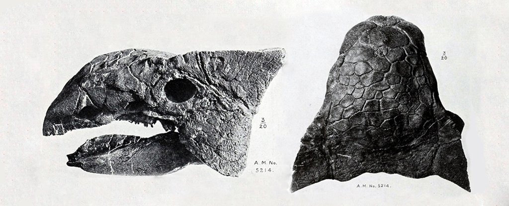 Ankylosaurus Skull