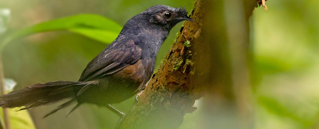 Researchers Just Spotted The 'World's Rarest Bird' in Brazil : ScienceAlert