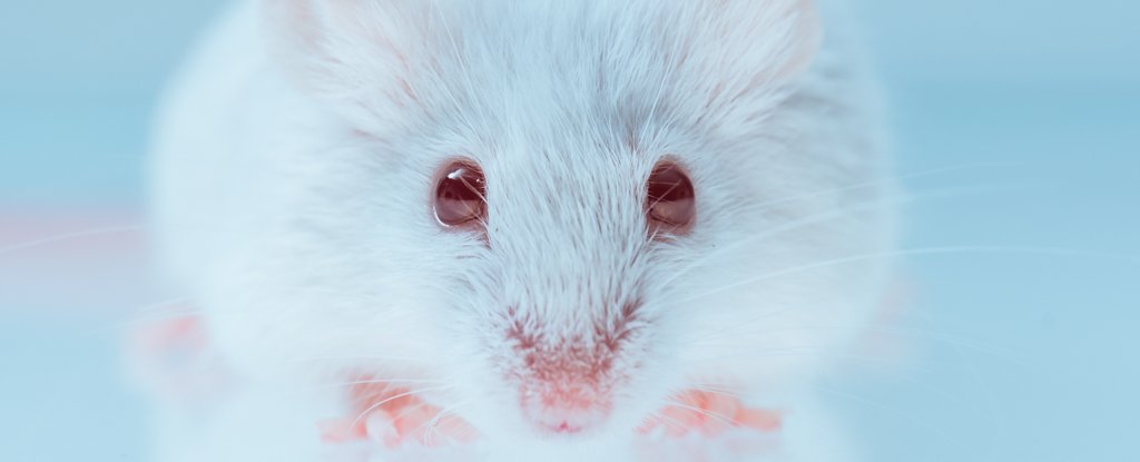 Scientists Have Successfully Done a Controversial 'Gene Drive ...