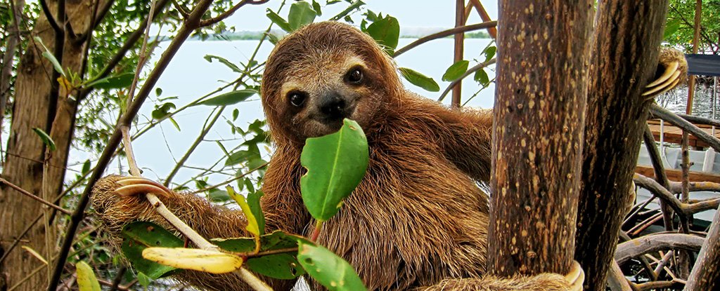 Sloths Are Better at Adapting Than We Ever Gave Them Credit For ...