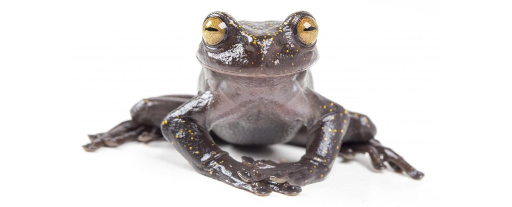 Look at This Adorable And Extraordinarily Strange Treefrog Just ...