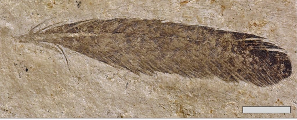 'First' Fossil Feather Might Have Been Linked to The Wrong Species This ...