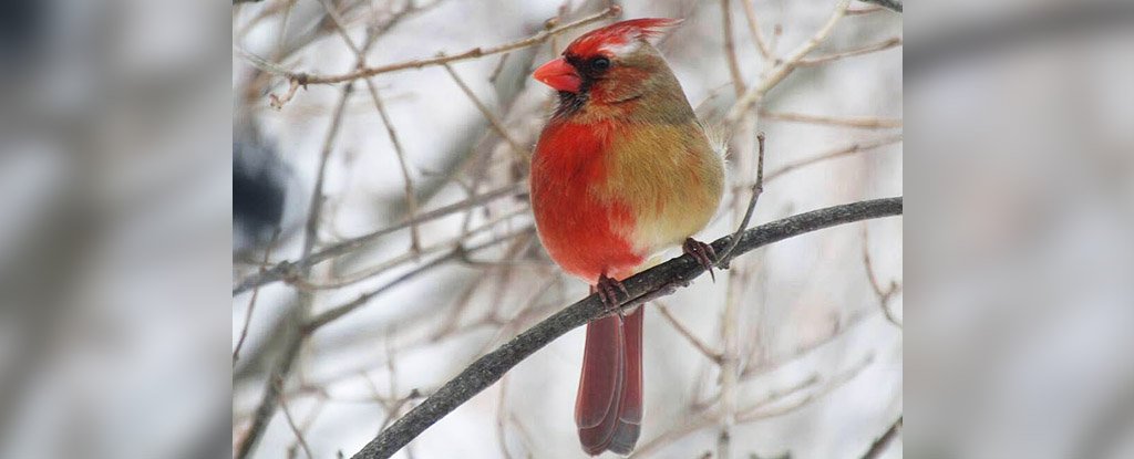 This Incredible Bird Is Half Male, Half Female And Totally Real ...