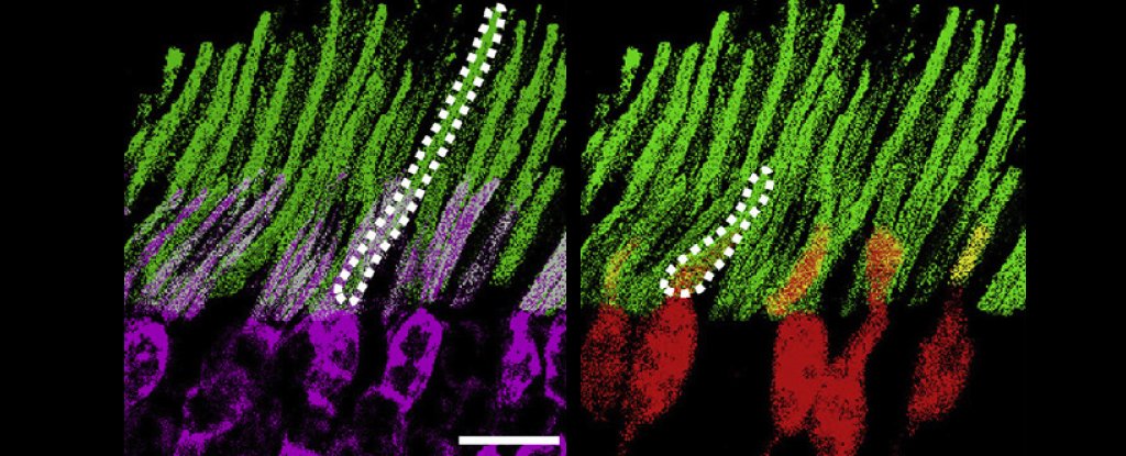 Scientists Just Took a Major Step Towards Injecting Eyes With Night ...