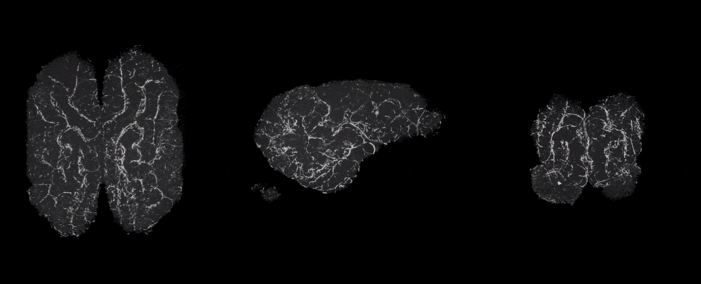 For The First Time Ever, Scientists Restore Some Cellular Function in ...