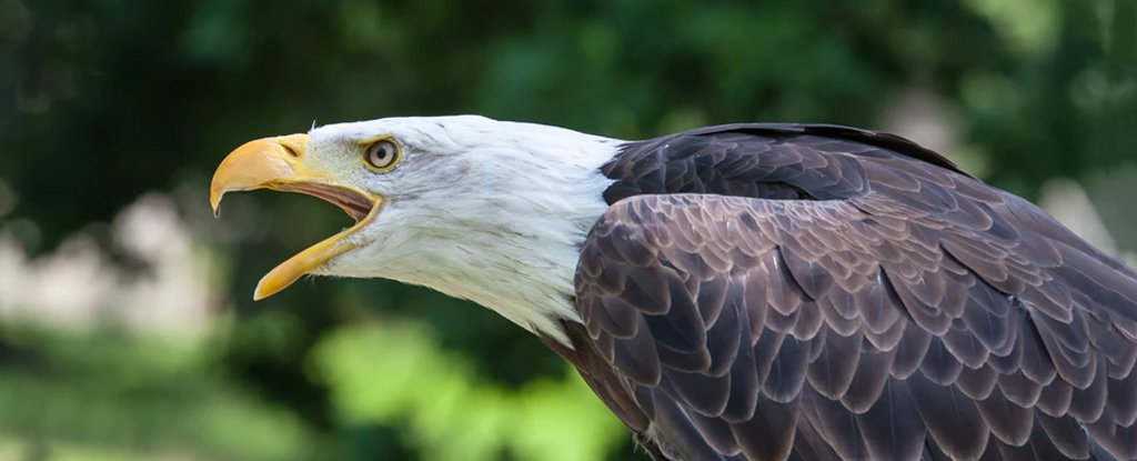 This Incredibly Rare Photo of a Bald Eagle And Its Reflection Is ...