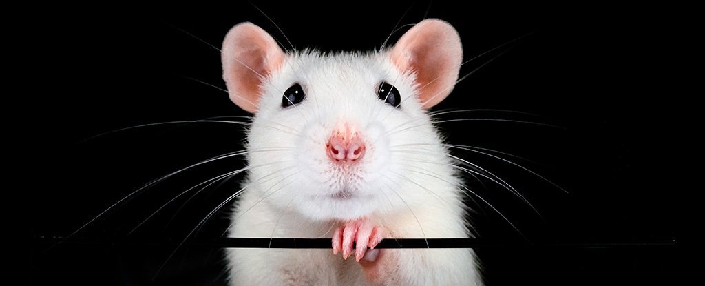 Spraying Stem Cells Up The Noses of Mice Has Restored Their Sense of ...