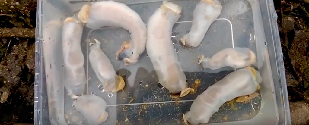These bizarre wormlike creatures eat rock, poop sand, and may even ...