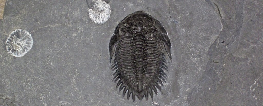 A Mysterious Universal Pattern in The Fossil Record Might Finally Be ...