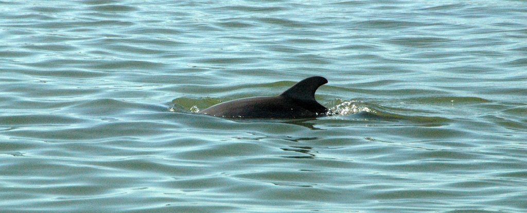 Antibiotic Resistance Is Surging in Dolphins Now And That's a Very Bad ...