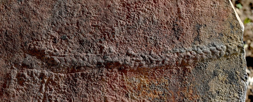 This Is One of The Earliest Known Trails Left by an Animal on Earth ...