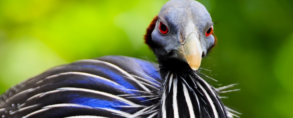 Discovery of Birds With a Complex Society Shows Mammals Aren't as ...