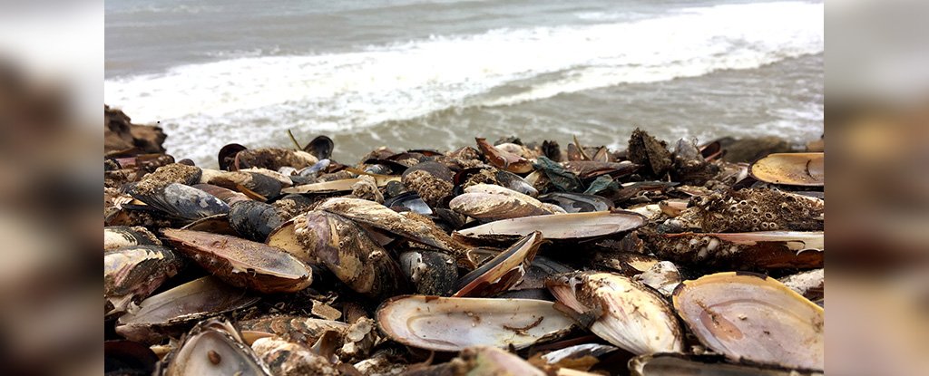 Half a Million Mussels Appear to Have Cooked Alive on a New Zealand ...