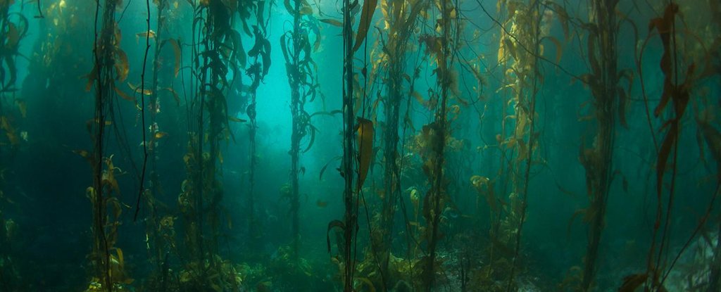 This Remote, Pristine Underwater Forest in South America Hasn't Changed ...
