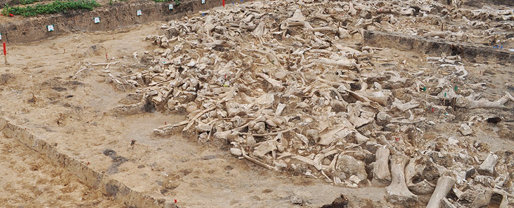 Eerie Circle Built From Mammoth Bones Reveals New Clues About Survival ...