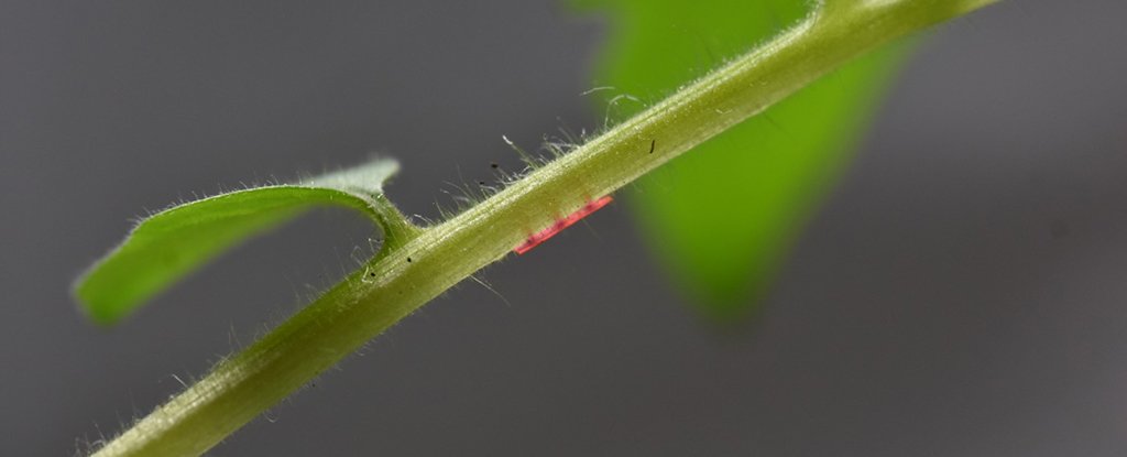 Scientists Find New Way to Inject Plants With Medicine, And It May Help ...