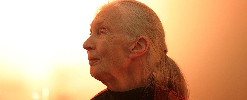 Who Is Jane Goodall? : ScienceAlert