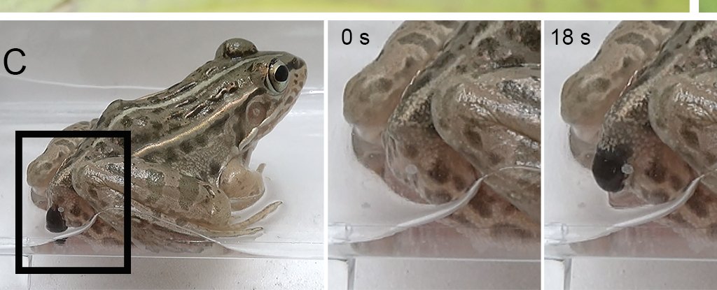 These Water Beetles Make Their Escape Out of a Frog's Butt After Being ... These Water Beetles Make Their Escape Out of a Frog's Butt After Being ...