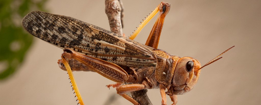 Eggs That Act Like Ticking Time Bombs Allow Brown Locusts to Survive ...