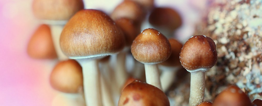 Magic Mushrooms Could One Day Treat Depression. How Do They Work ...