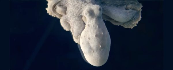 We Have The First-Ever Confirmation of Alternating Sleep States in an ...