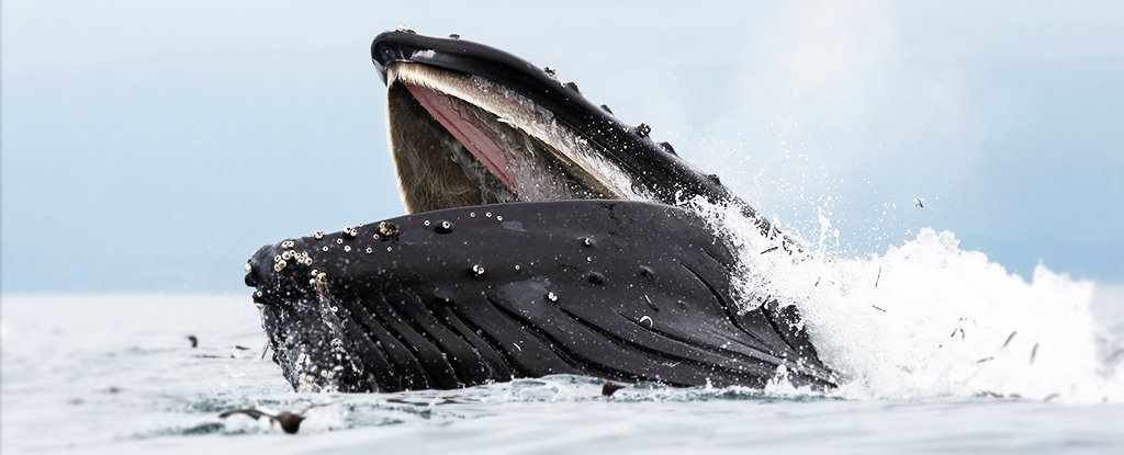 We may finally know why whales don't drown when they gulp down krill ... We may finally know why whales don't drown when they gulp down krill ...