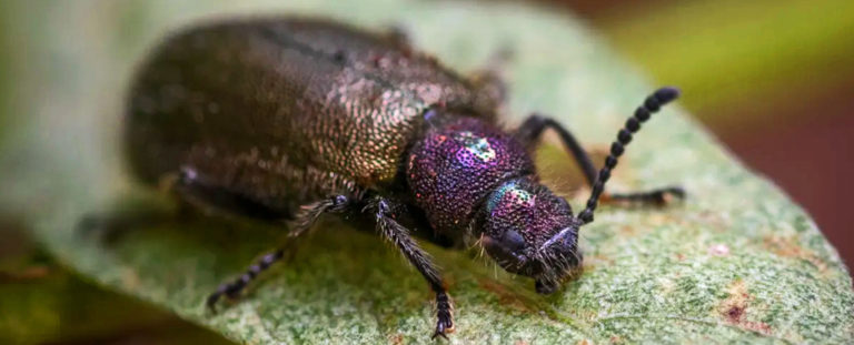 Beetles Have A Clever Way to Keep Symbiotes Safe During Their ...