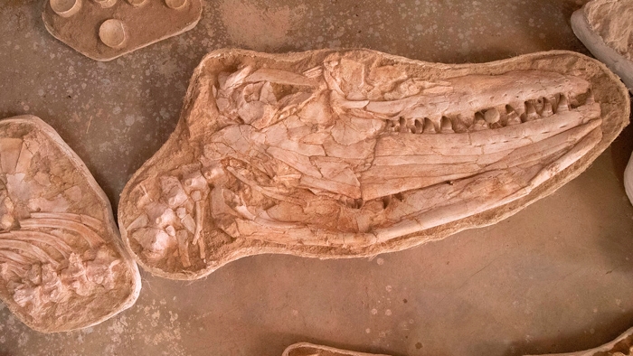 Incredible Fossil Reveals A Giant Lizard Who Ruled The Sea With Teeth ...