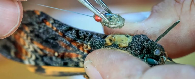 Scientists Put Trackers on Moths, And It Revealed an Incredible Journey ...