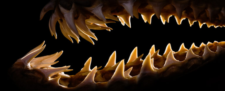 Ancient Fish Fossil Suggests That Teeth Didn't Evolve From Inside The ...